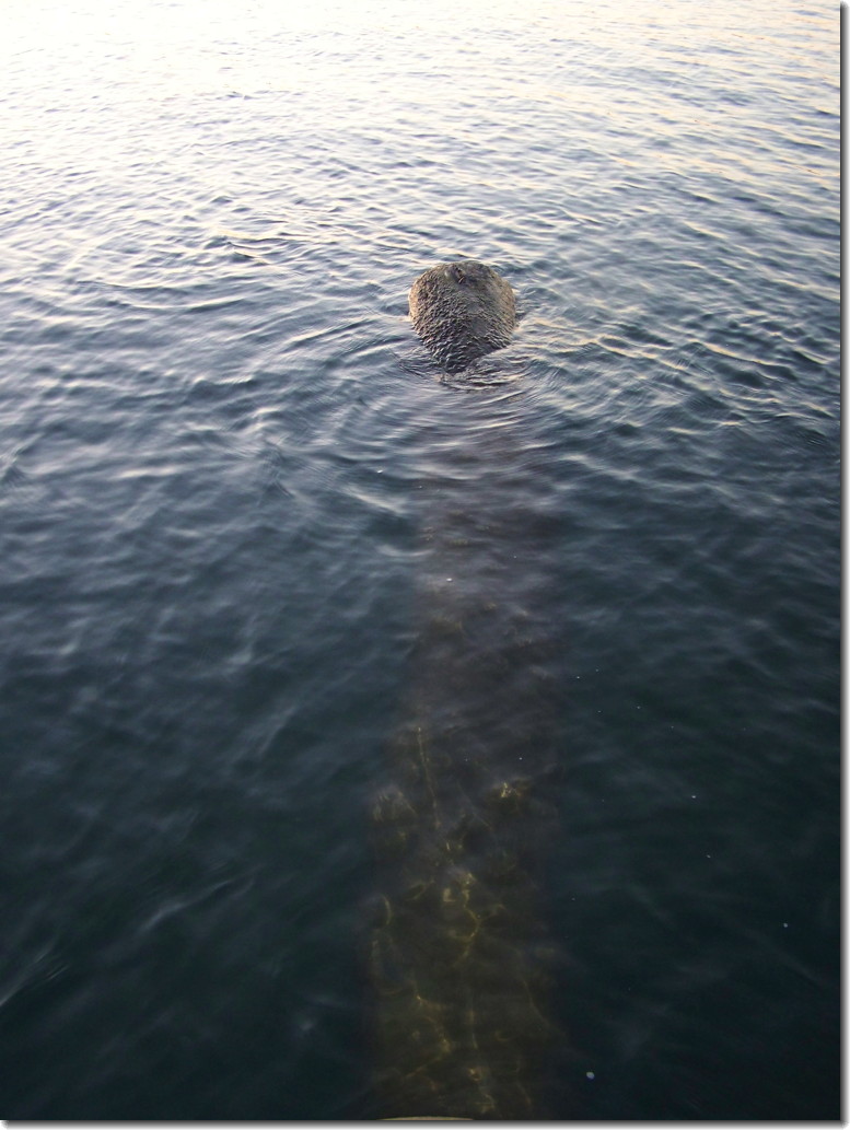 Great Ambition, sixth year